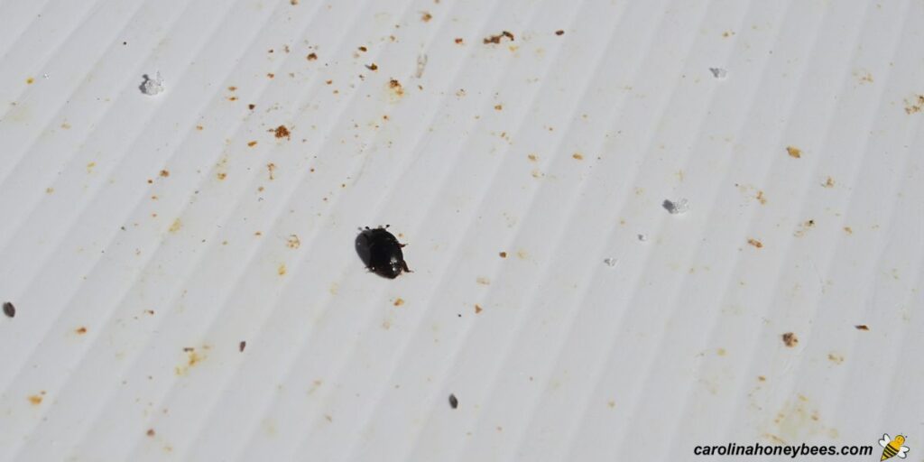 Small Hive Beetles: A Beekeeper's Guide - Carolina Honeybees