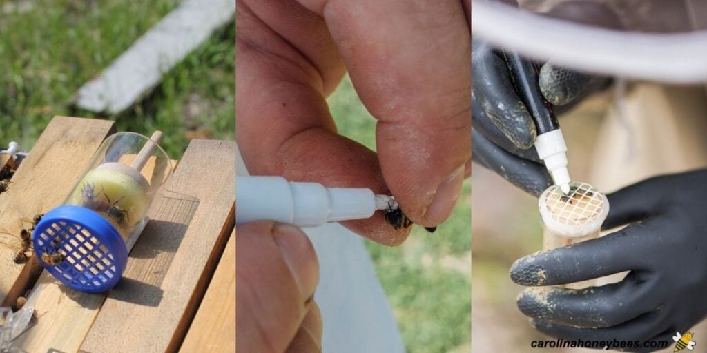 How to Mark a Queen Bee Safely- Carolina Honeybees