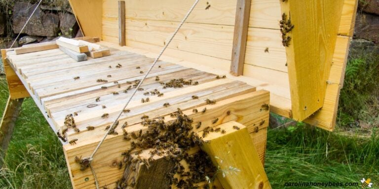 Top Bar Hives: A Beginner's Guide - Carolina Honeybees