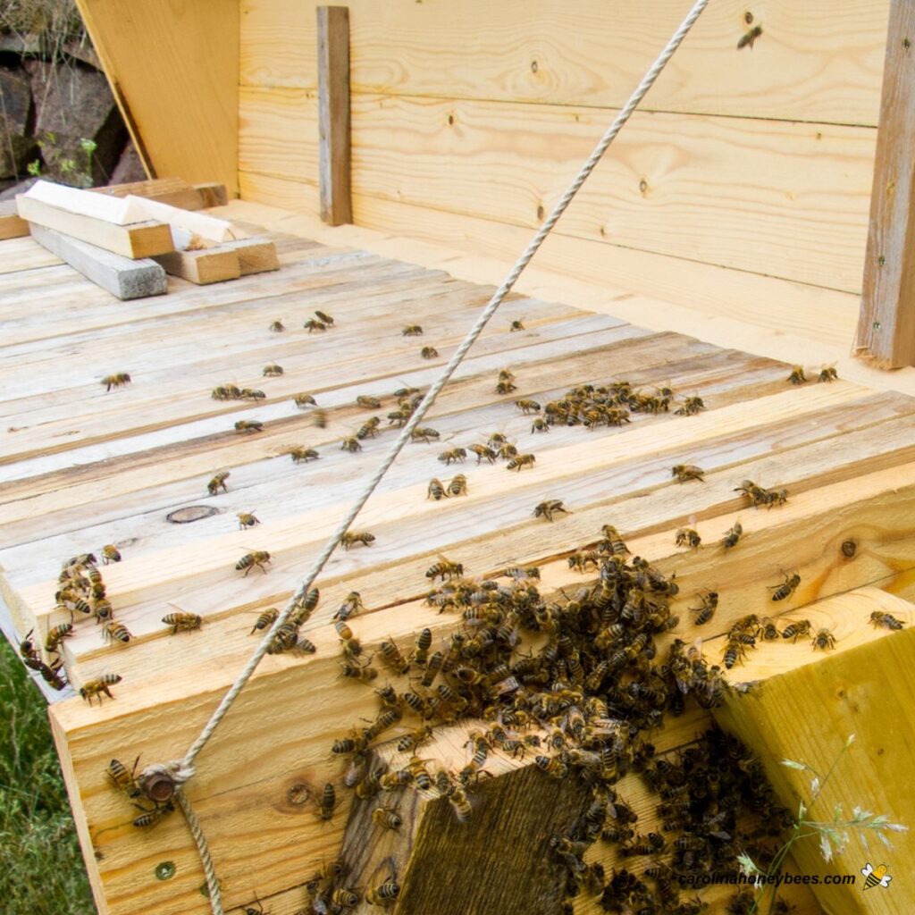 Beekeeping Blog - Carolina Honeybees