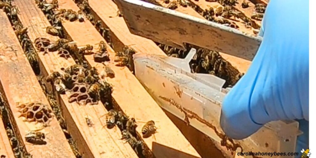 Small Hive Beetles: A Beekeeper's Guide - Carolina Honeybees