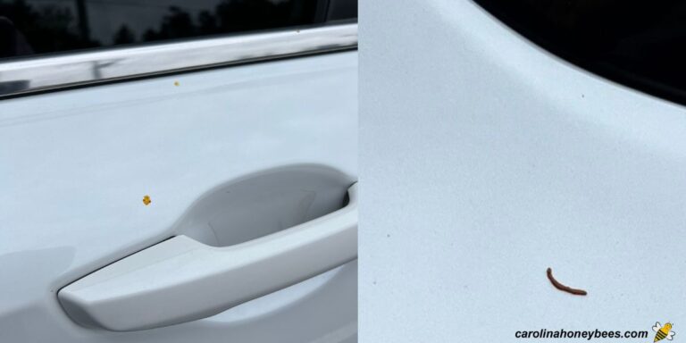 The Scoop on Bee Poop - Carolina Honeybees