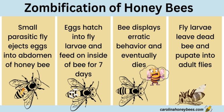 Zombie Bees -A Parasitic Threat to Your Hives?- Carolina Honeybees