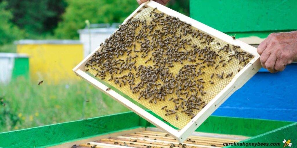 Top Summer Beekeeping Inspections and Tasks- Carolina Honeybees