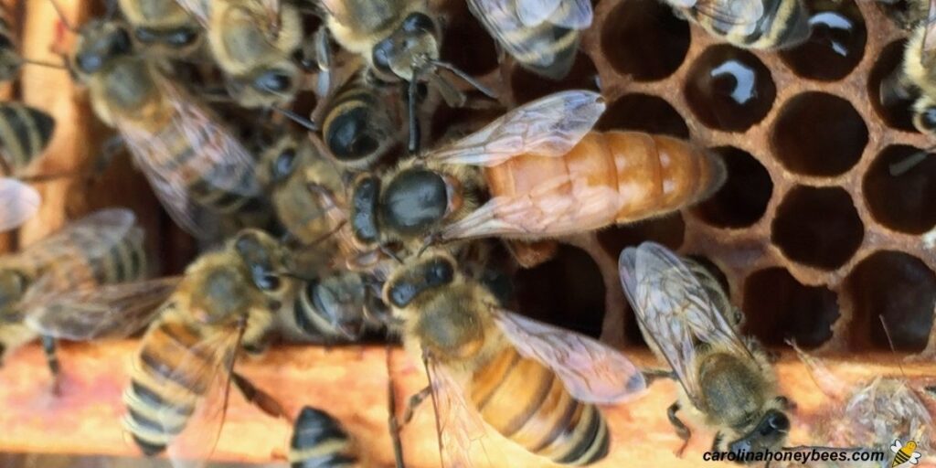 Top Summer Beekeeping Inspections and Tasks- Carolina Honeybees