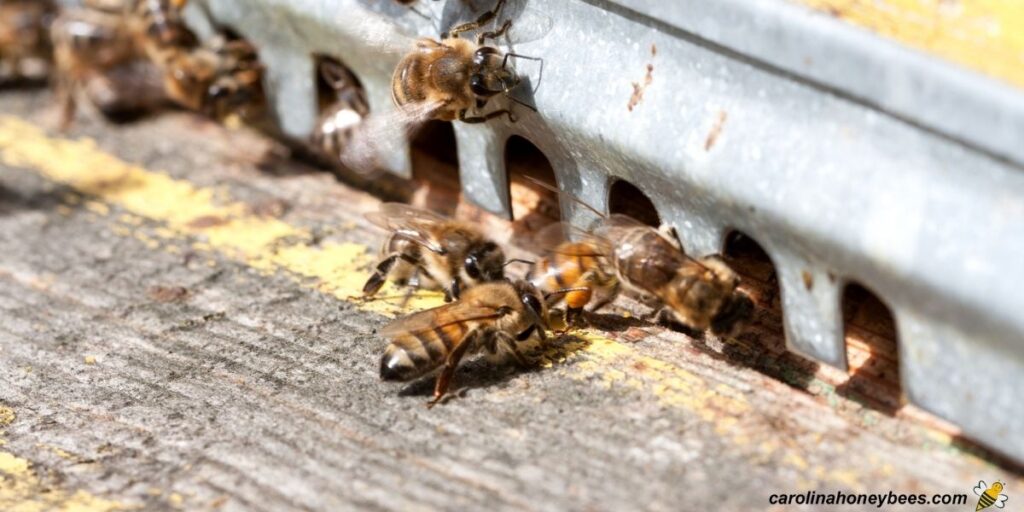 A Guide to Mouse Guards for Beehives- Carolina Honeybees