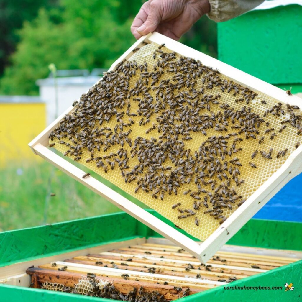 Learn About Beekeeping - Carolina Honeybees