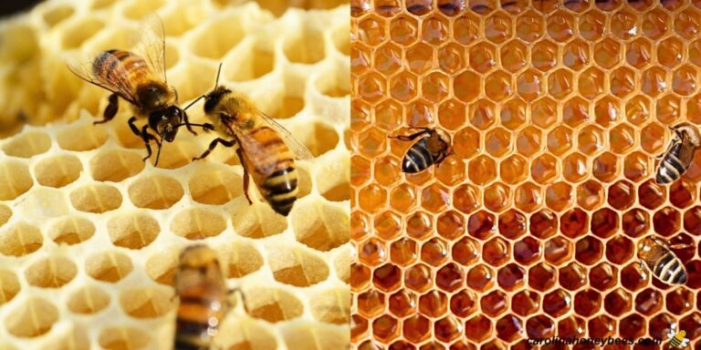 How do Bees Make Honey? - Carolina Honeybees