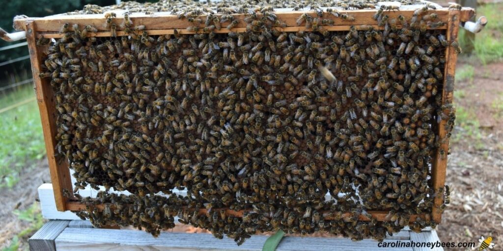 Reversing Hive Bodies in Beekeeping- Carolina Honeybees