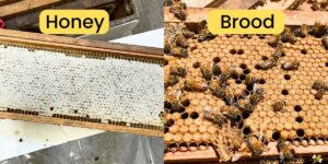 A Beginners Guide to Capped Honey - Carolina Honeybees