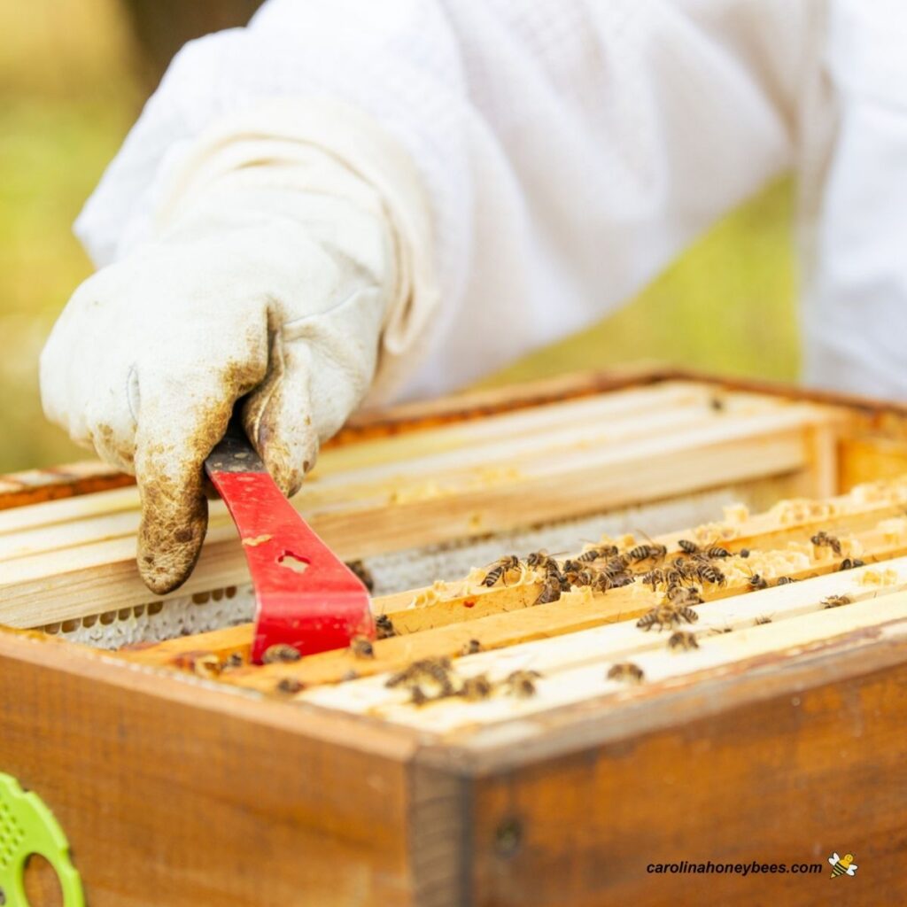 Beekeeping Blog - Carolina Honeybees