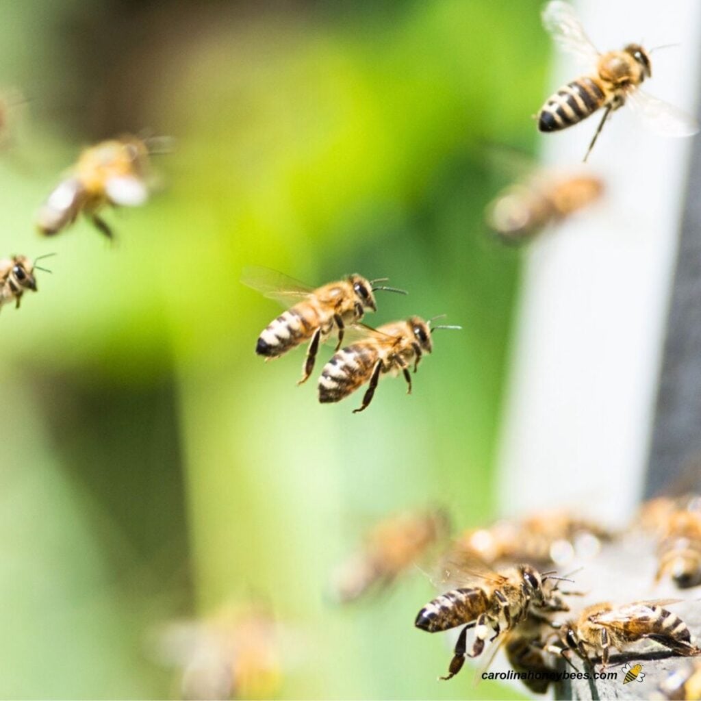 Beekeeping Blog - Carolina Honeybees