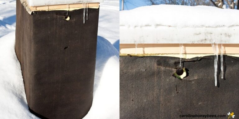Beehive Insulation 101: Is it Needed? - Carolina Honeybees