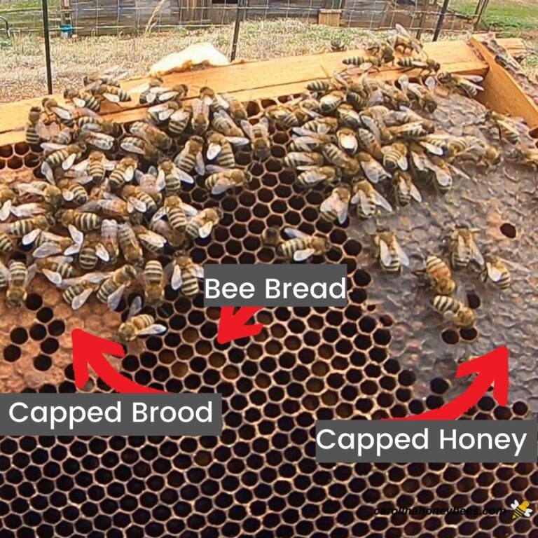 A Beginners Guide to Capped Honey - Carolina Honeybees