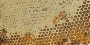 A Beginners Guide to Capped Honey - Carolina Honeybees