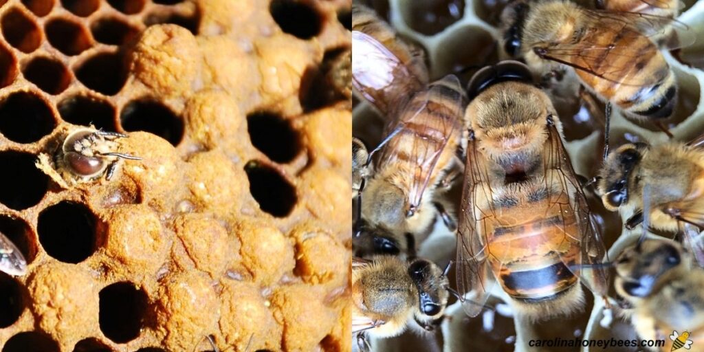 How Long do Bees Live?-A Guide to Honeybee Lifespan- Carolina Honeybees