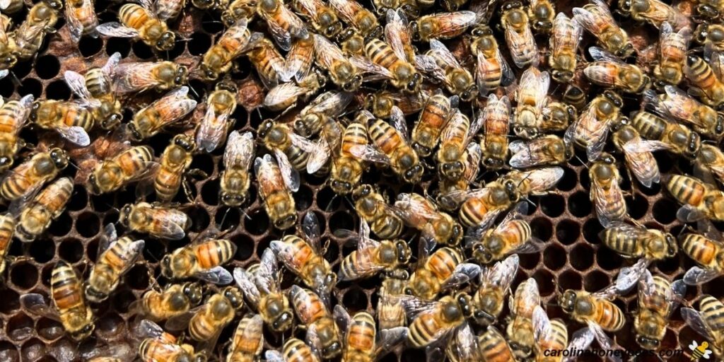 How Long do Bees Live?-A Guide to Honeybee Lifespan- Carolina Honeybees