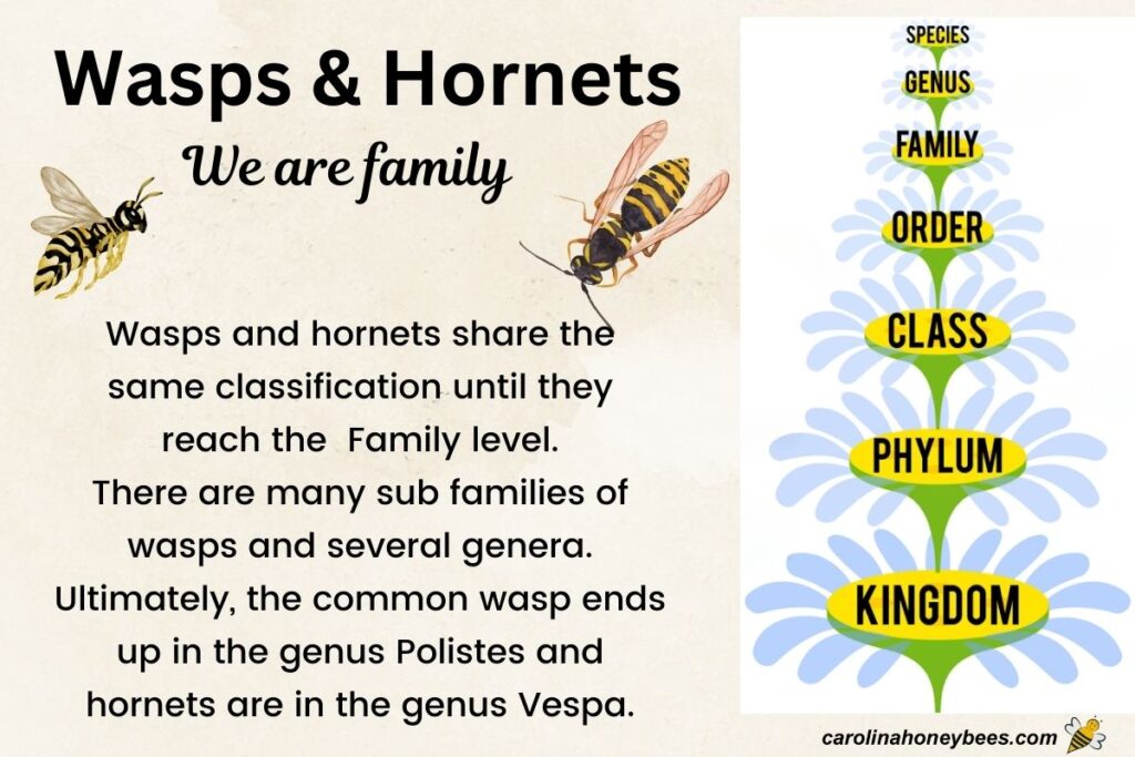 Hornets vs Wasps- Carolina Honeybees