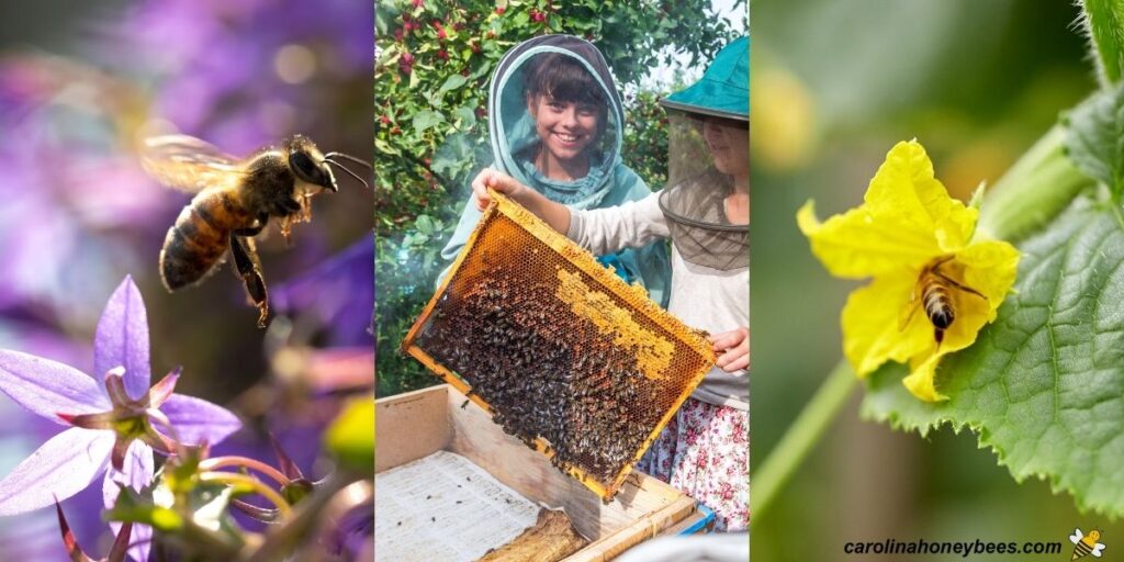 What is Urban Beekeeping? Challenges, and Best Practices- Carolina ...