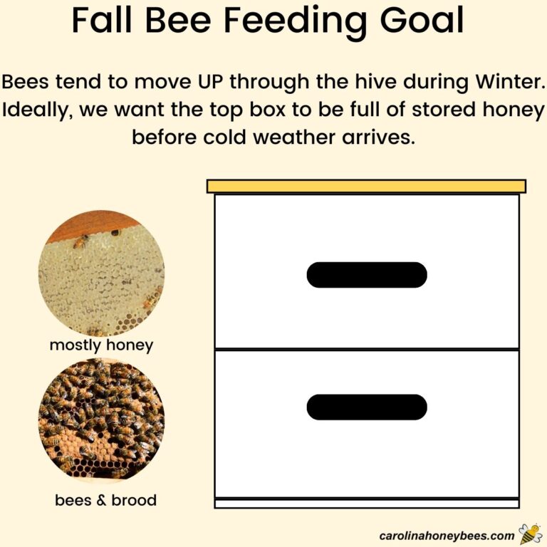 Feeding Bees in Fall - {Beekeeper's Guide} - Carolina Honeybees