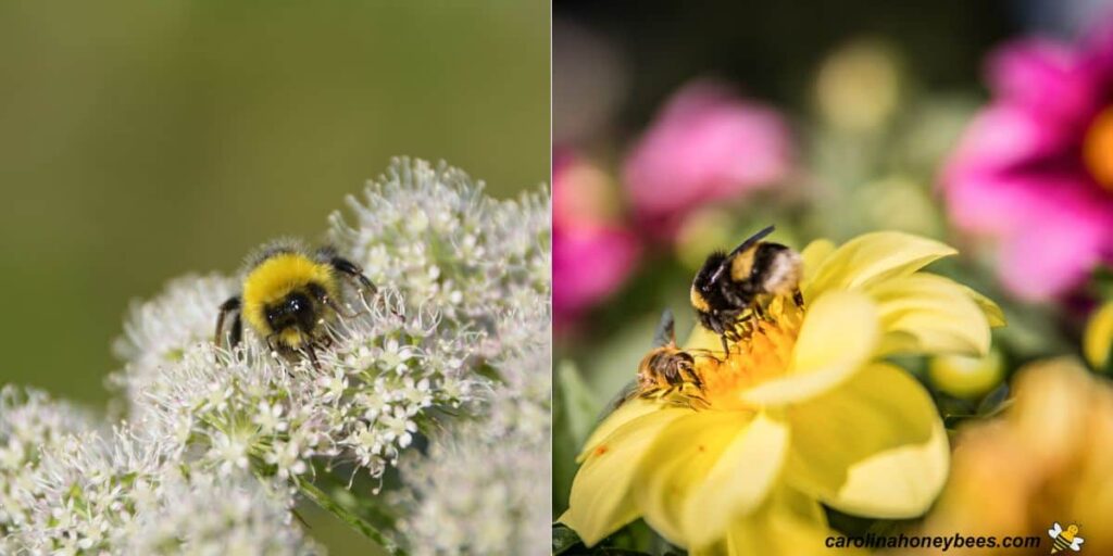 Why Bees are Important (How to Help Save Them)- Carolina Honeybees