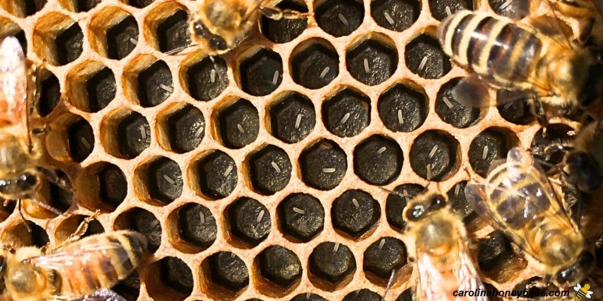 Honey Bee Eggs: What Every Beekeeper Should Know- Carolina Honeybees