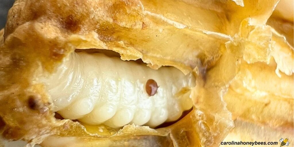 Honey Bee Larvae: Recognizing Healthy Bees- Carolina Honeybees