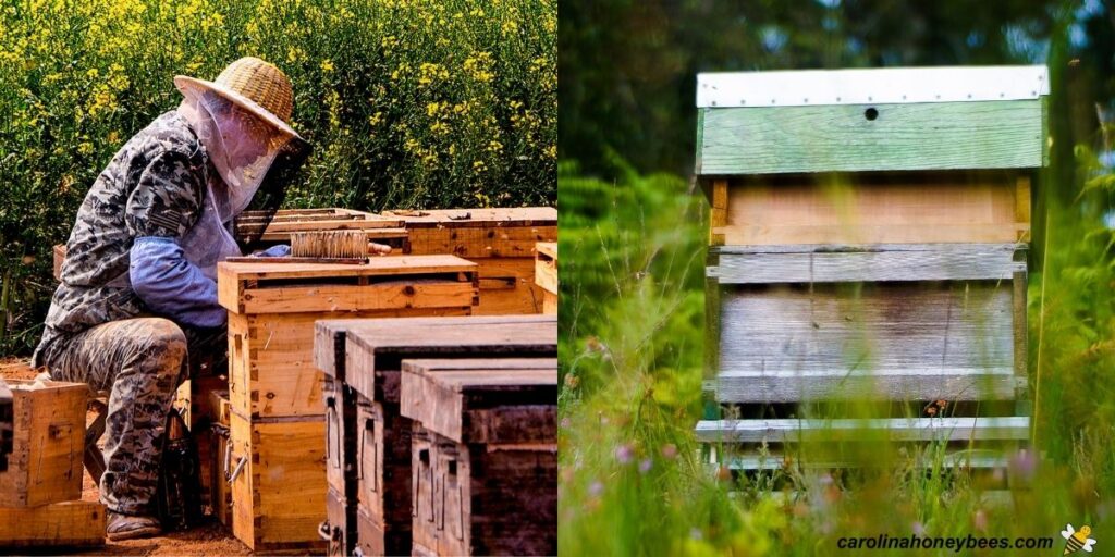 Why do Beekeepers Quit?- Carolina Honeybees