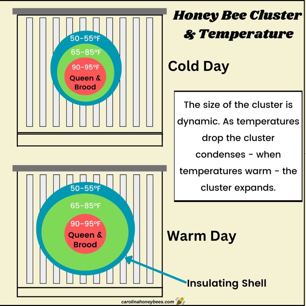 Understanding the Honey Bee Cluster - Carolina Honeybees
