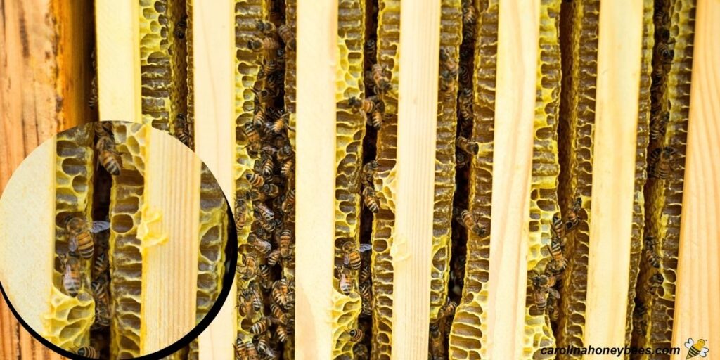 Why Bee Space Matters - Carolina Honeybees