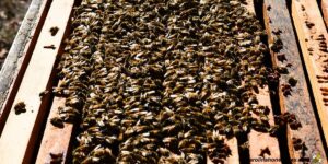 Understanding the Honey Bee Cluster - Carolina Honeybees