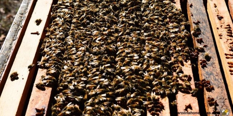 Understanding the Honey Bee Cluster - Carolina Honeybees