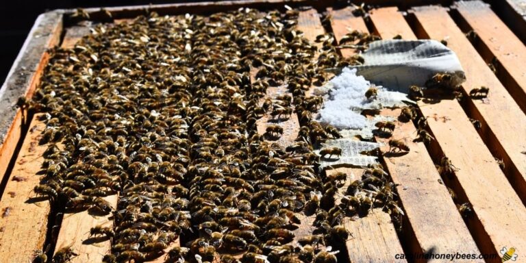 Understanding the Honey Bee Cluster - Carolina Honeybees