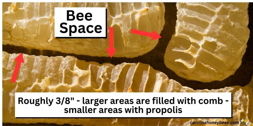 Why Bee Space Matters - Carolina Honeybees