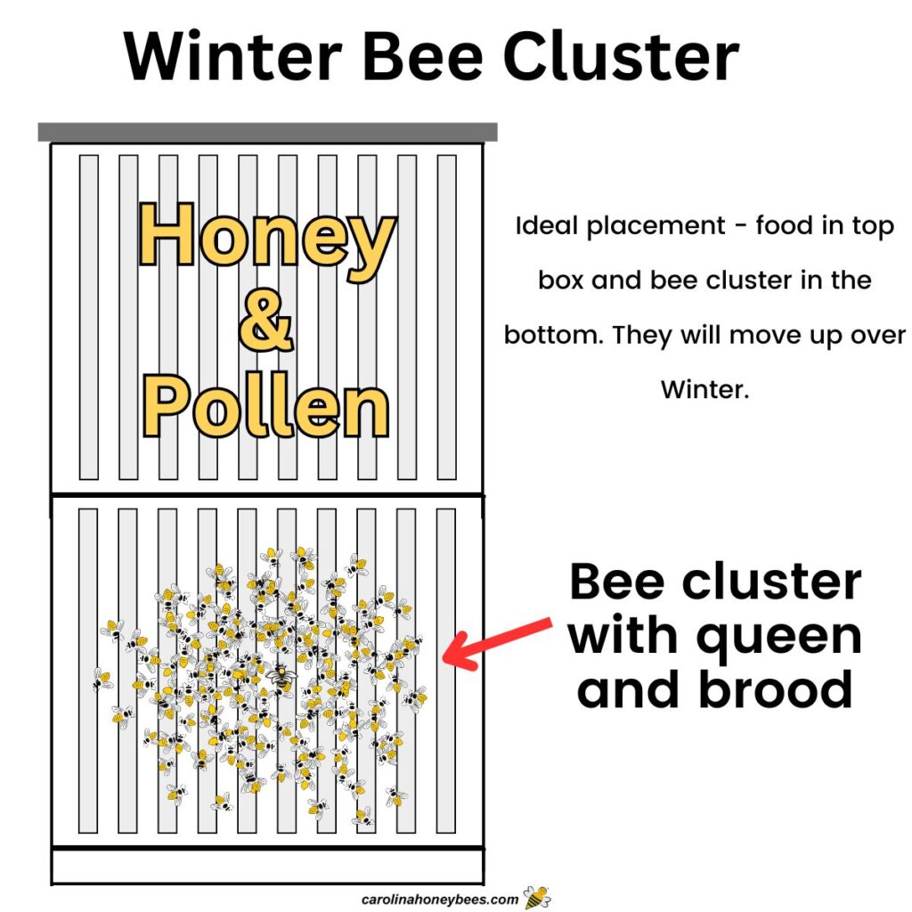 Understanding the Honey Bee Cluster - Carolina Honeybees