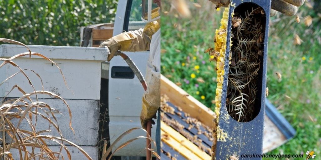 Bee Feeder Comparison: Which Feeder is Best for Your Bees?- Carolina ...