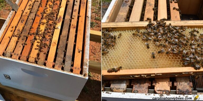 Why Bee Space Matters - Carolina Honeybees
