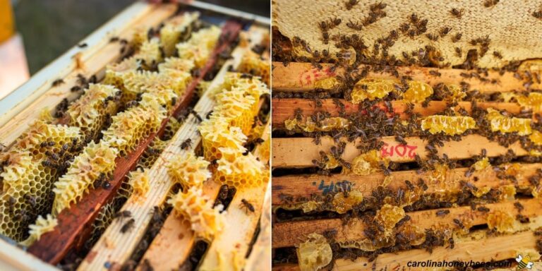 Why Bee Space Matters - Carolina Honeybees