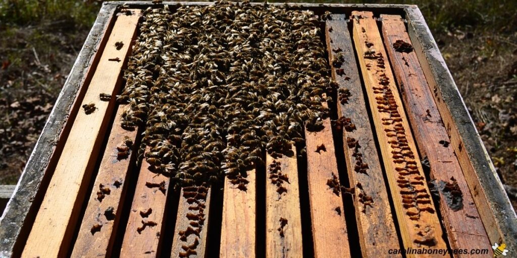 Understanding the Honey Bee Cluster - Carolina Honeybees