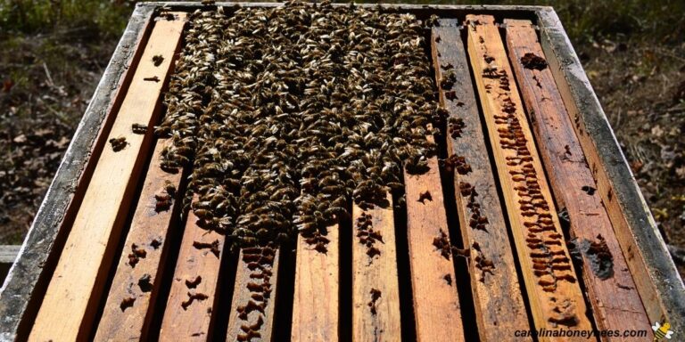 Understanding the Honey Bee Cluster - Carolina Honeybees