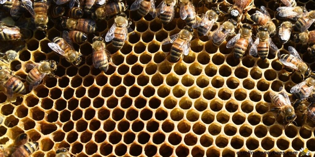 Understanding the Honey Bee Cluster - Carolina Honeybees