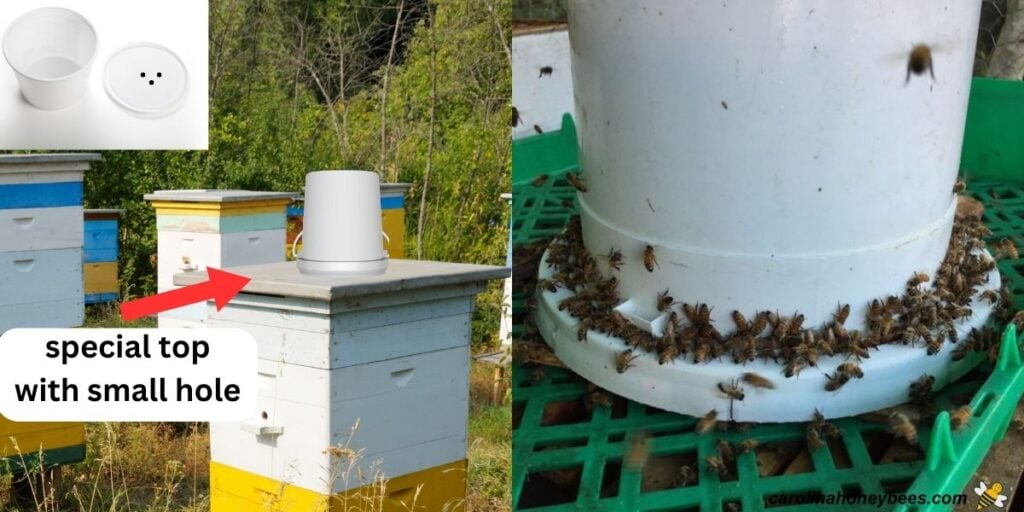 Bee Feeder Comparison: Which Feeder is Best for Your Bees?- Carolina ...
