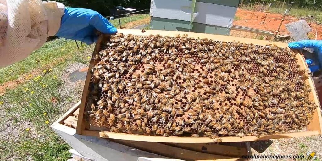 Understanding Honey Bee Behavior- Carolina Honeybees