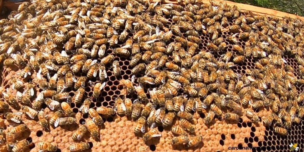 Understanding Honey Bee Behavior- Carolina Honeybees