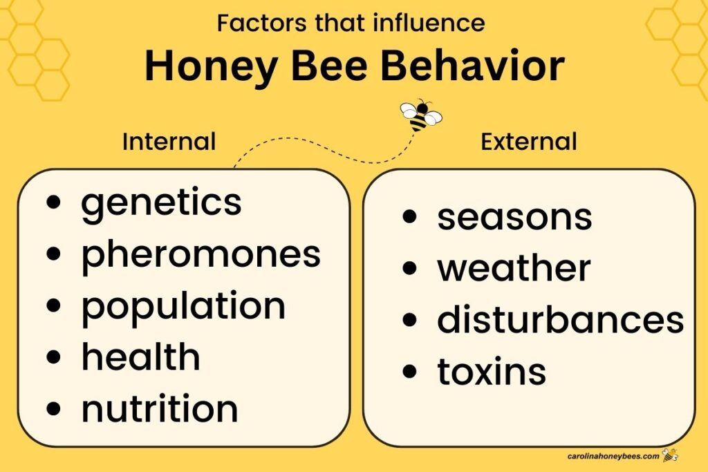 Understanding Honey Bee Behavior- Carolina Honeybees