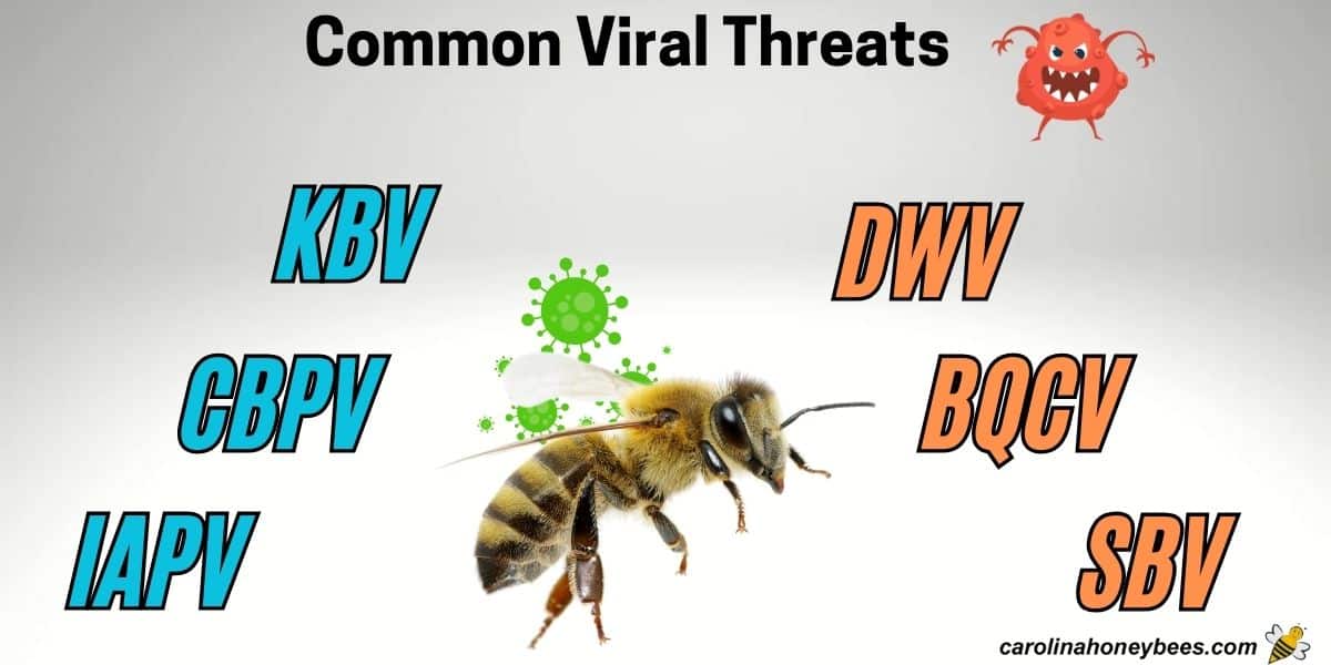 Honey Bee Viruses: Signs, Prevention, and Management - Carolina Honeybees