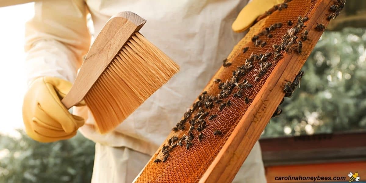 Do You Need a Bee Brush? Pros, Cons, and How to Use One - Carolina ...