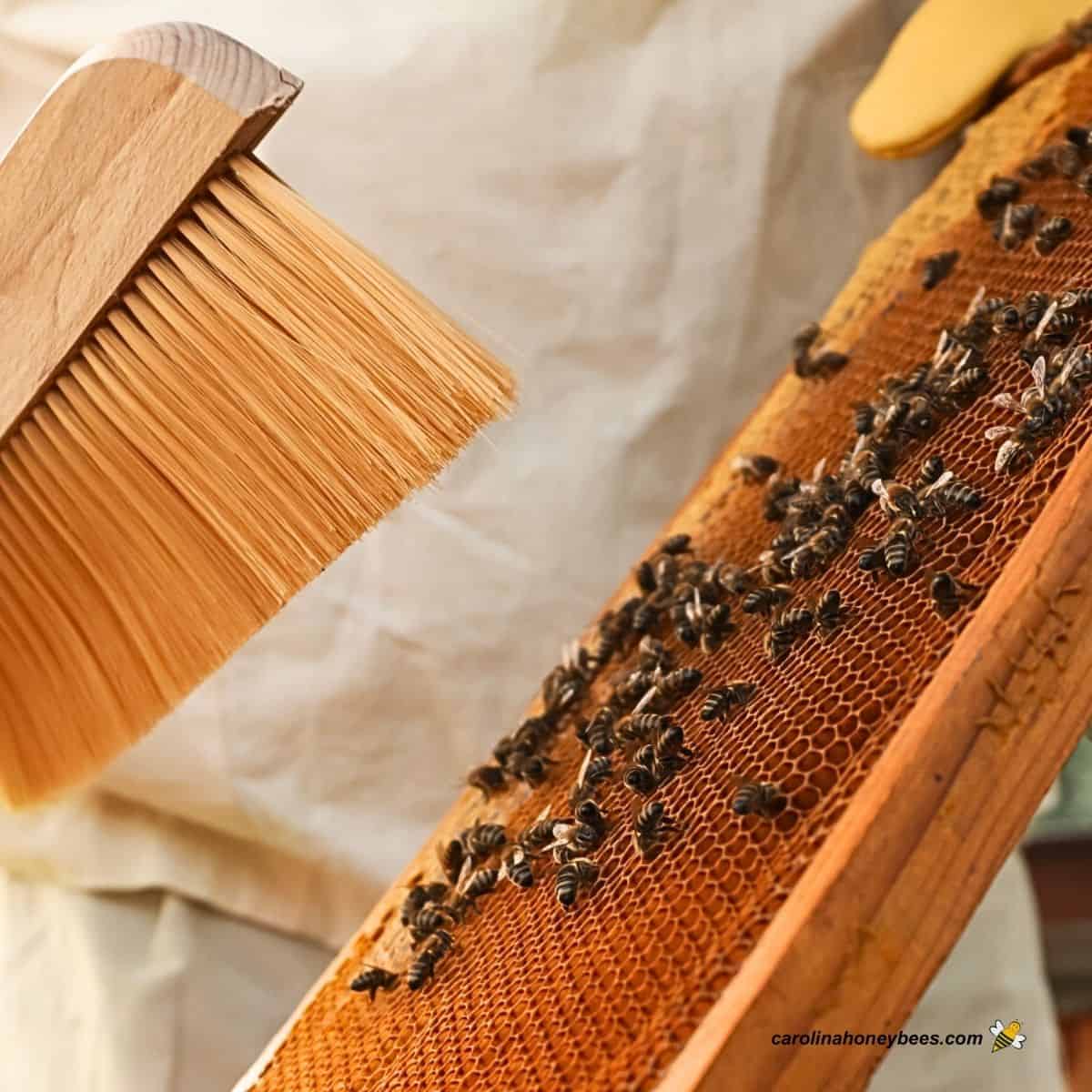 Do You Need a Bee Brush? Pros, Cons, and How to Use One - Carolina Honeybees