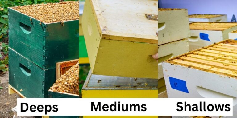 Deep, Medium, or Shallow? A Guide to Beehive Box Sizes- Carolina Honeybees