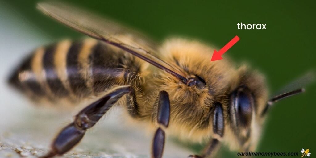 The Parts of a Bee - Carolina Honeybees